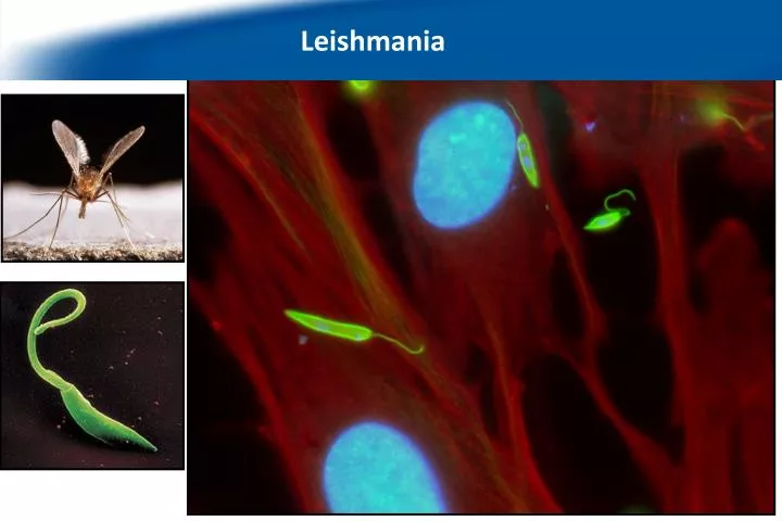 PPT - We work with the protozoan parasite Leishmania… PowerPoint ...