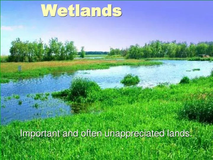 PPT - Wetlands PowerPoint Presentation, free download - ID:7083181
