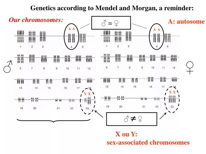 PPT - Genetics according to Mendel and Morgan, a reminder: PowerPoint ...