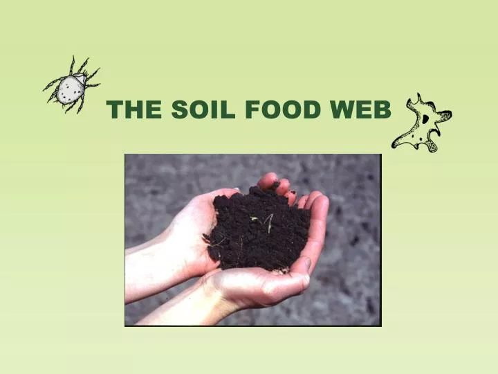 PPT - THE SOIL FOOD WEB PowerPoint Presentation, free download - ID:7085664