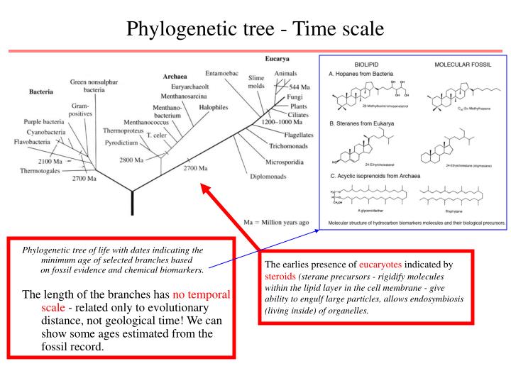 PPT - Phys 214. Planets and Life PowerPoint Presentation - ID:7085804