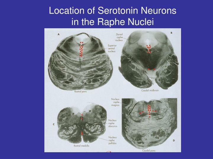 PPT - Location of Serotonin Neurons in the Raphe Nuclei PowerPoint ...