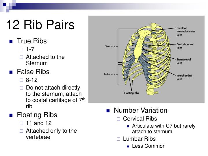 PPT - Bony Thorax PowerPoint Presentation - ID:7087072