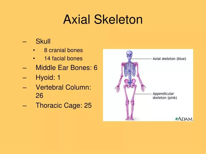 PPT - Axial Skeleton PowerPoint Presentation, free download - ID:7089072