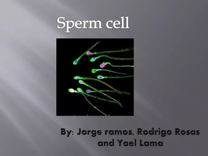 PPT - Sperm cell PowerPoint Presentation, free download - ID:7090667