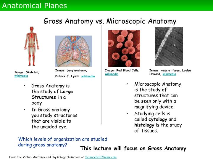 PPT - About Science Prof Online PowerPoints PowerPoint Presentation ...