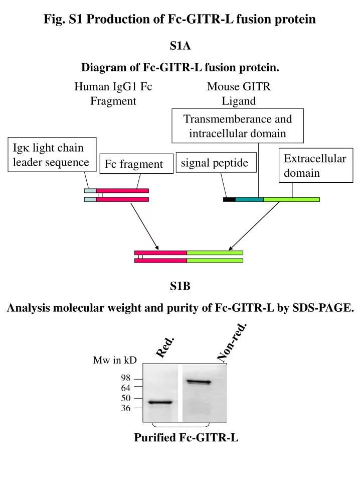 PPT - Fig. S1 Production of Fc-GITR-L fusion protein PowerPoint ...