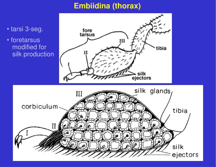 PPT - Order Embiidina PowerPoint Presentation - ID:7093908