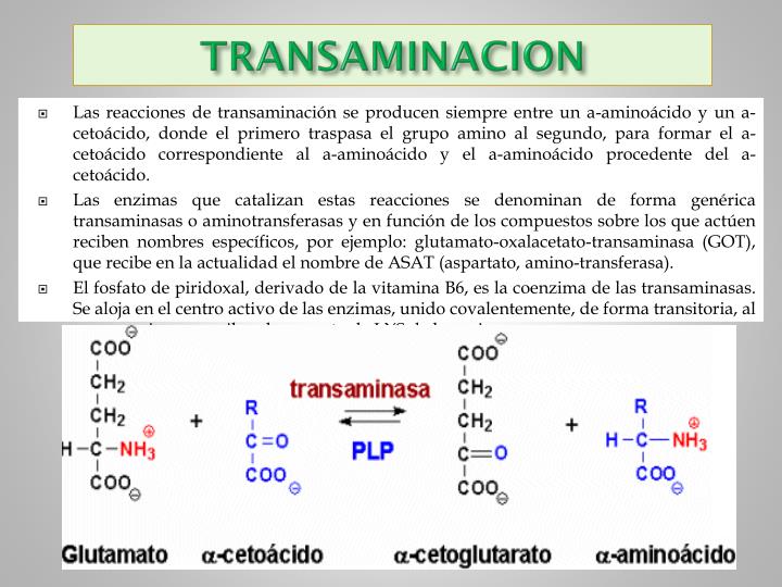 PPT - PROTEINAS PowerPoint Presentation - ID:7095001