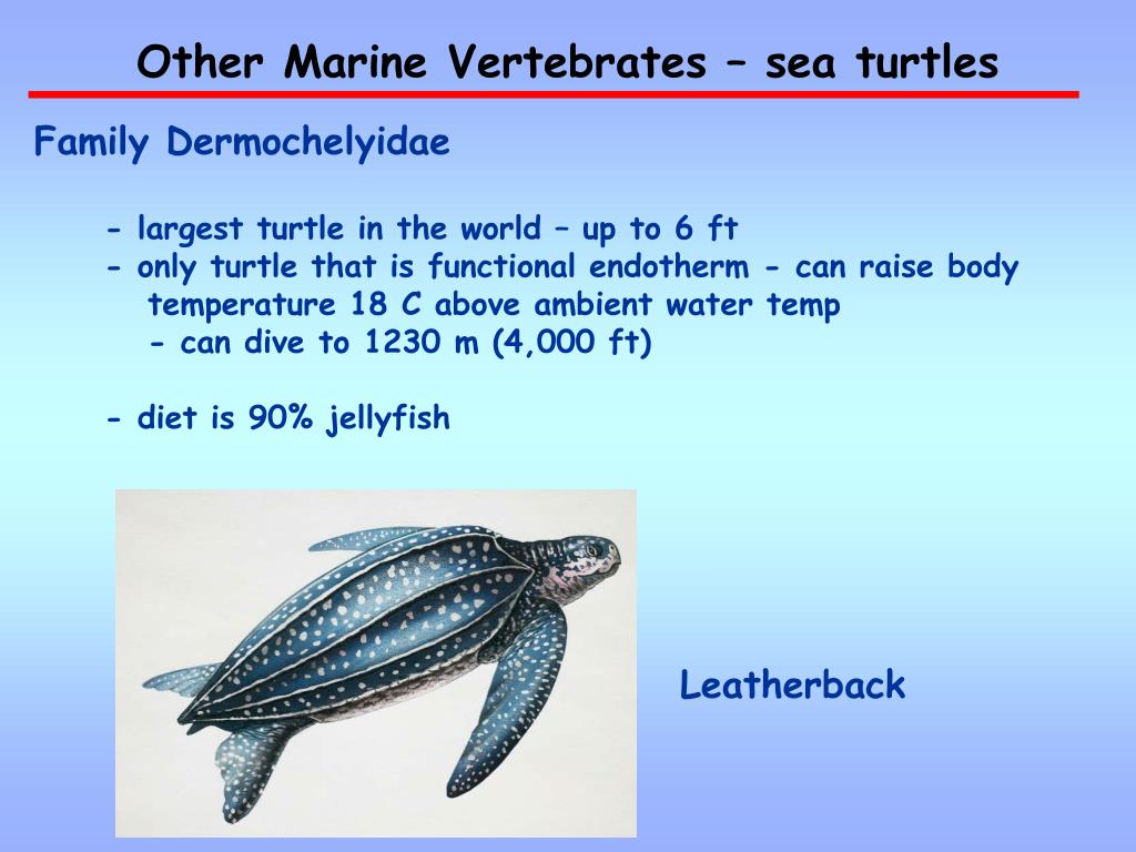 PPT - Sub class Actinopterygii The ray-finned fishes PowerPoint ...