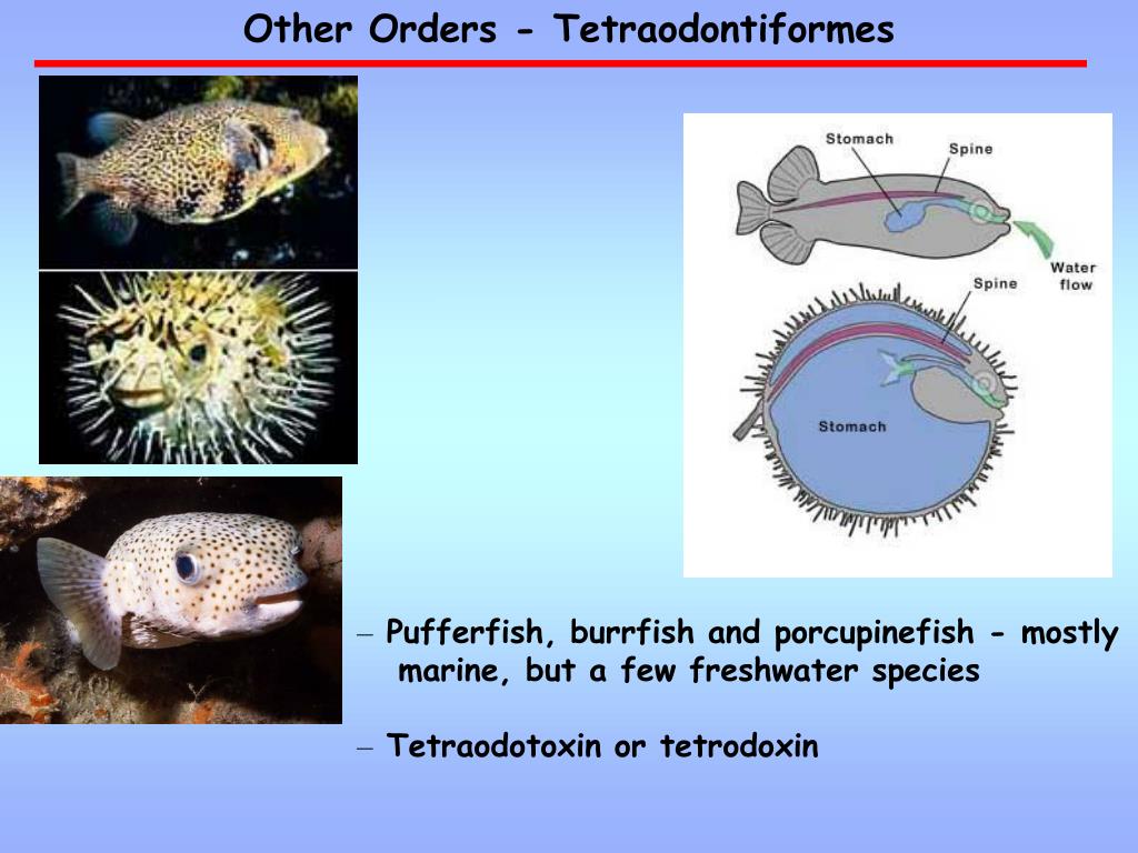 PPT - Sub class Actinopterygii The ray-finned fishes PowerPoint ...