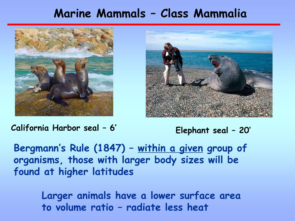 PPT - Sub class Actinopterygii The ray-finned fishes PowerPoint ...