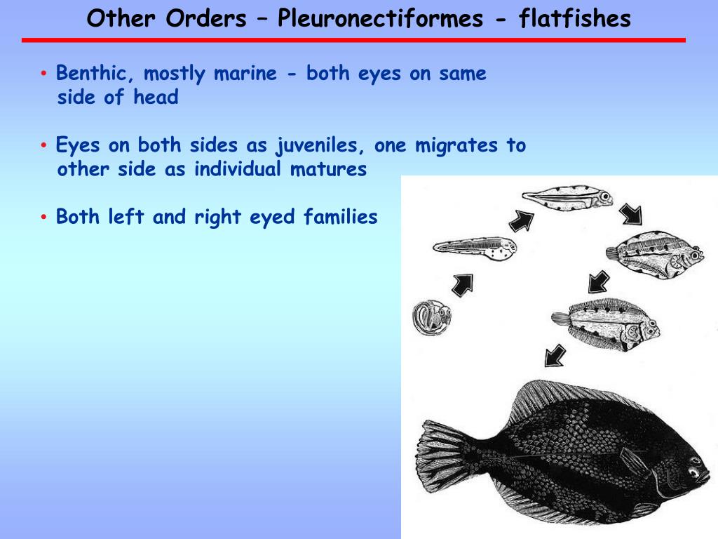 PPT - Sub class Actinopterygii The ray-finned fishes PowerPoint ...