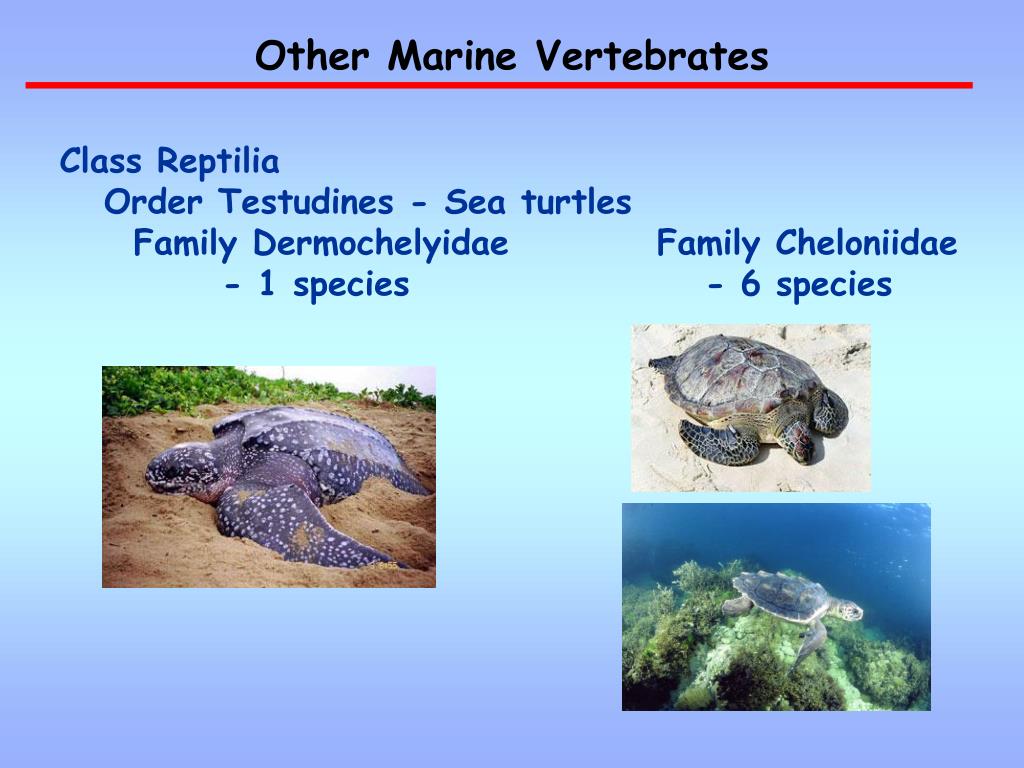 PPT - Sub class Actinopterygii The ray-finned fishes PowerPoint ...