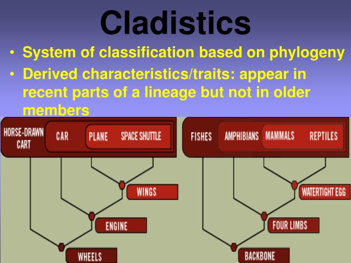PPT - Chapter 18: Classification & Introduction to Taxonomy PowerPoint ...