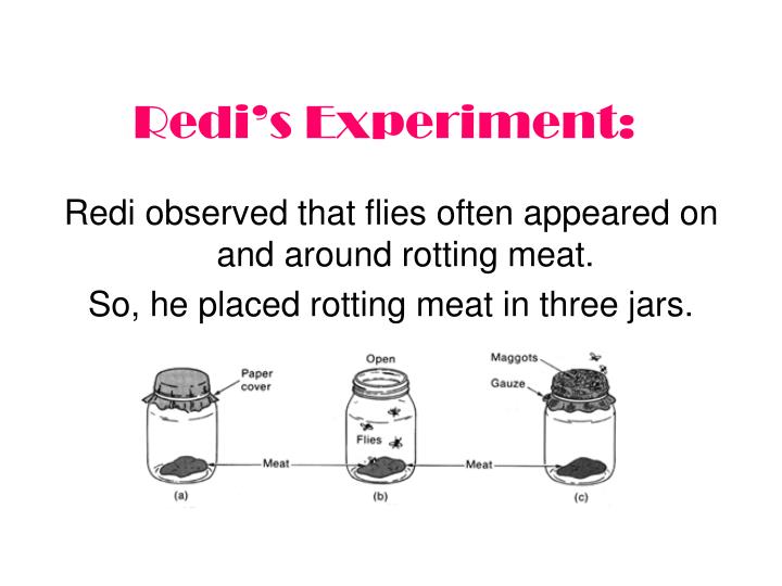 PPT - Francesco Redi’s Experiment Attempting to Disprove Spontaneous ...