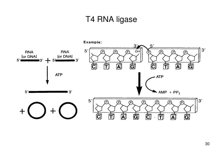 PPT - RECOMBINANT DNA TECHNIQUES and PROTEIN ENGINEERING PowerPoint ...