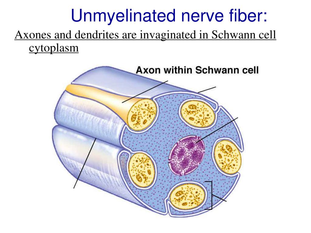 PPT - Kharkov National Medical University PowerPoint Presentation, free ...