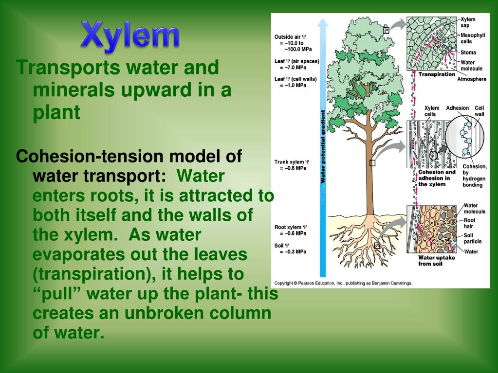PPT - Roots- anchor plants in soil, gives support, absorbs water and ...