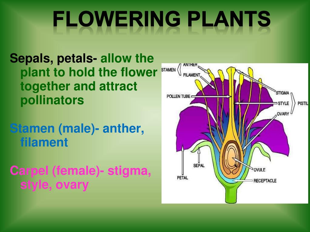 PPT - Roots- anchor plants in soil, gives support, absorbs water and ...
