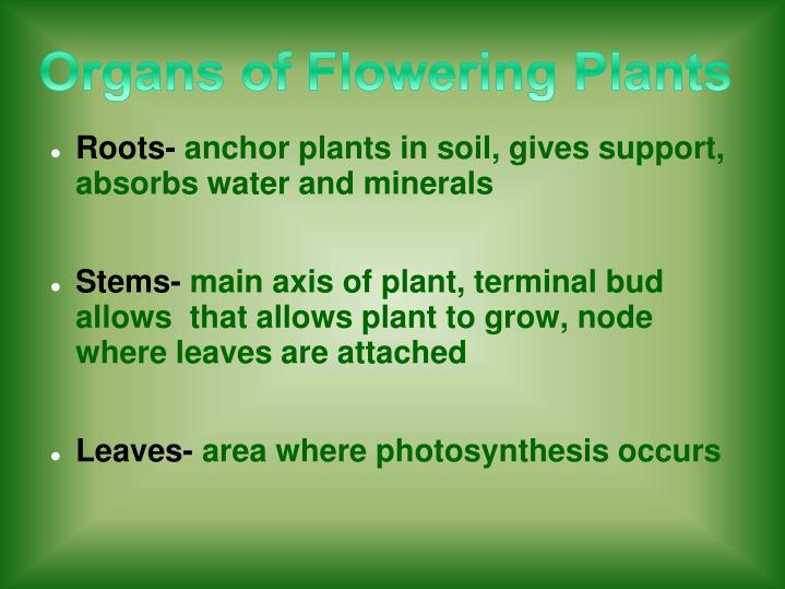 PPT - Roots- anchor plants in soil, gives support, absorbs water and ...