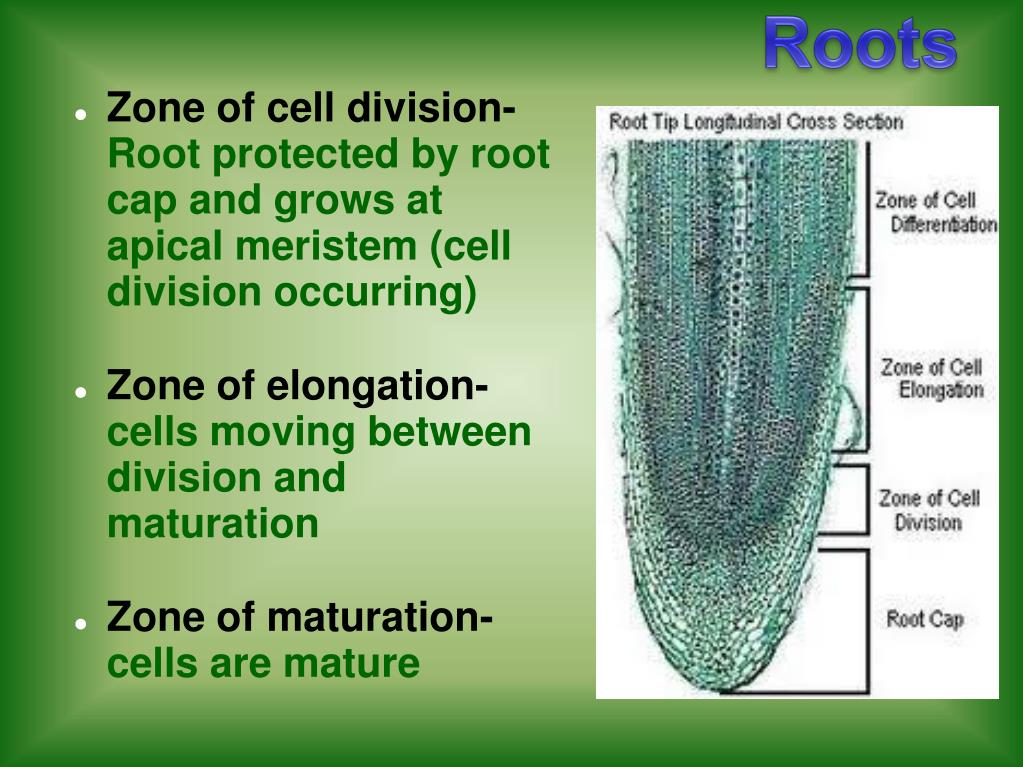 PPT - Roots- anchor plants in soil, gives support, absorbs water and ...