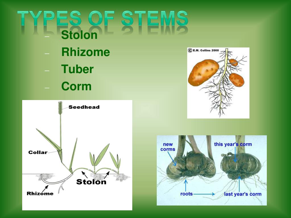 PPT - Roots- anchor plants in soil, gives support, absorbs water and ...