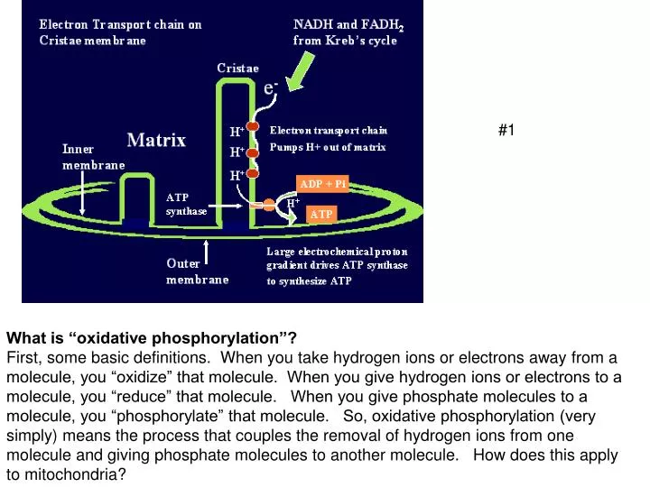 PPT - What is “oxidative phosphorylation”? PowerPoint Presentation - ID ...