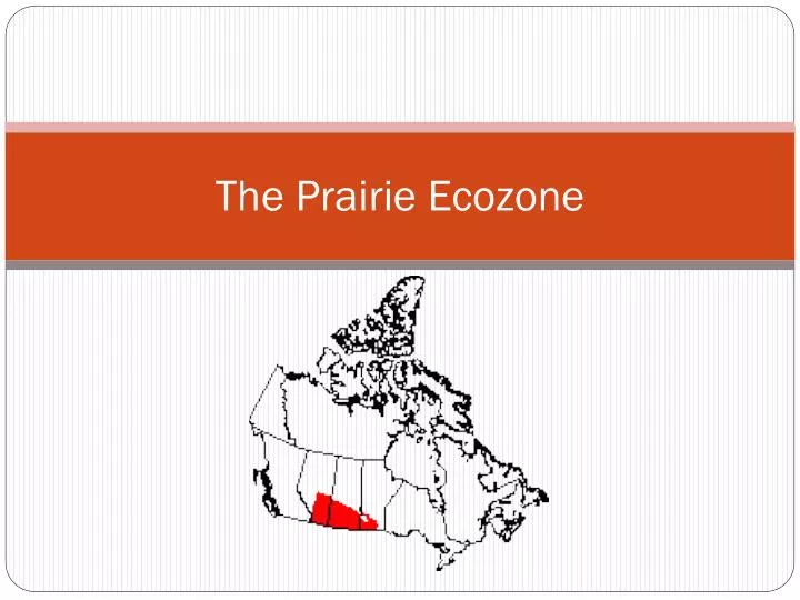 PPT - The Prairie Ecozone PowerPoint Presentation, free download - ID ...