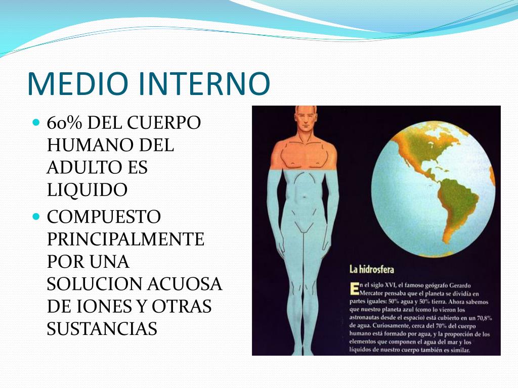 PPT - ORGANIZACIÓN FUNCIONAL DEL CUERPO HUMANO Y CONTROL DEL MEDIO ...
