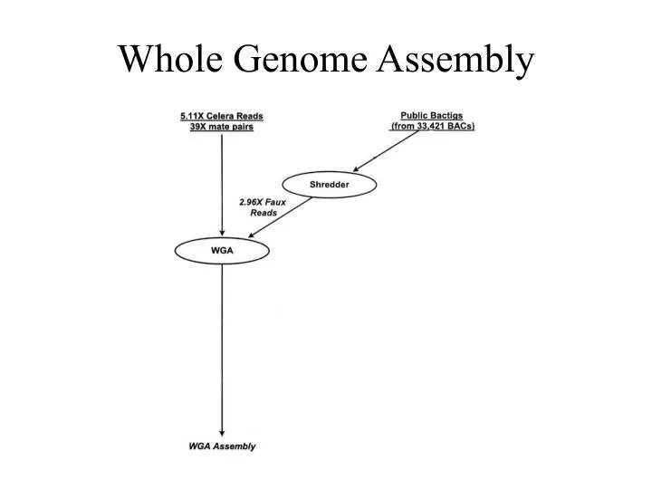 PPT - Whole Genome Assembly PowerPoint Presentation, free download - ID ...