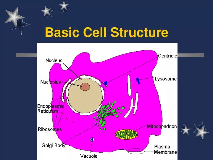 PPT - Basic Cell Structure PowerPoint Presentation, free download - ID ... PPT - Basic Cell Structure PowerPoint Presentation, free download - ID ...
