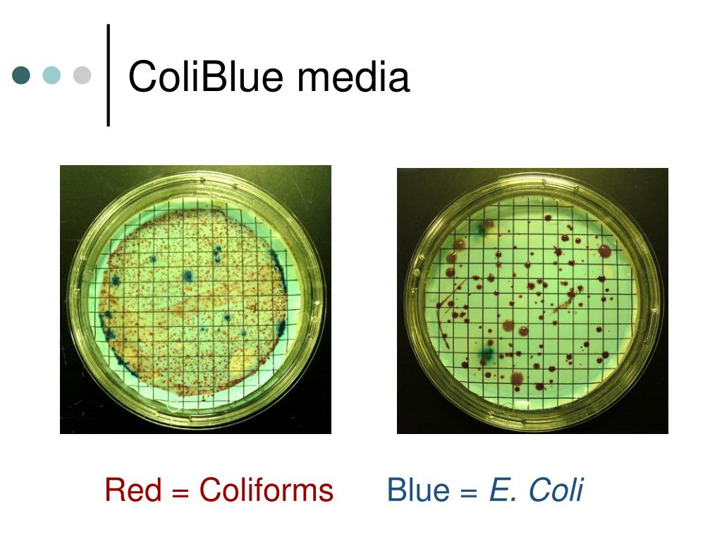 PPT - Antibiotic Resistant Escherichia Coli in Non-Tidal Wetlands of ...
