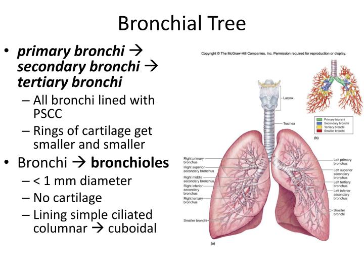 PPT - Respiratory System PowerPoint Presentation - ID:7106677
