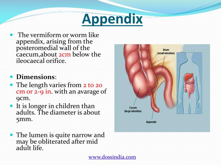 PPT - Doss India - Appendix Surgery Treatment in Pune, Maharashtr ...