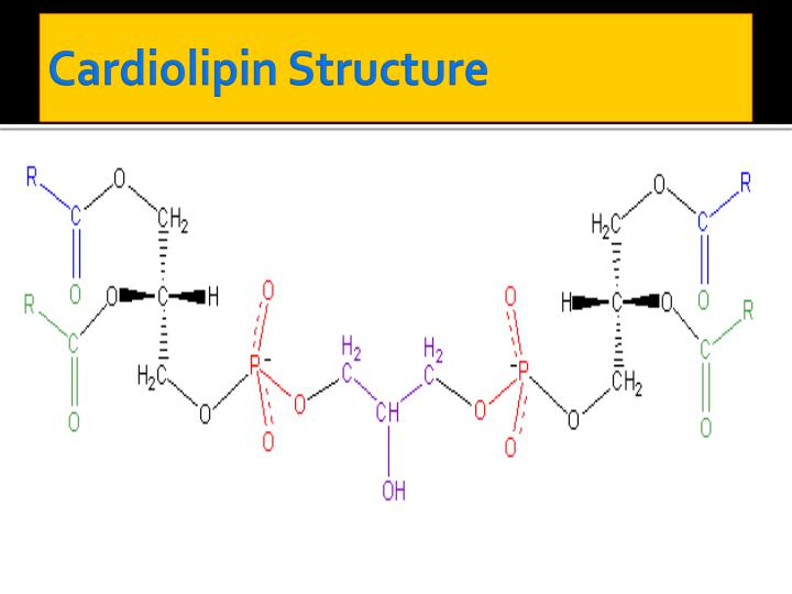 PPT - PHOSPHOLIPIDS PowerPoint Presentation - ID:7121317