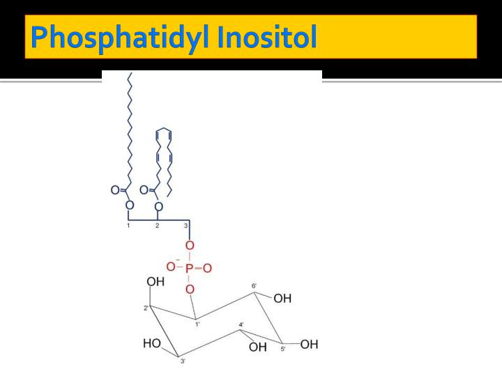 PPT - PHOSPHOLIPIDS PowerPoint Presentation - ID:7121317