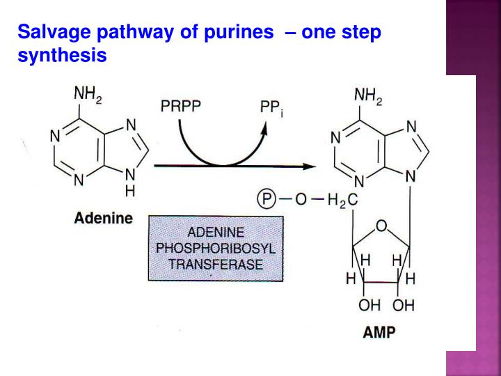 PPT - PURINES PowerPoint Presentation - ID:7122633