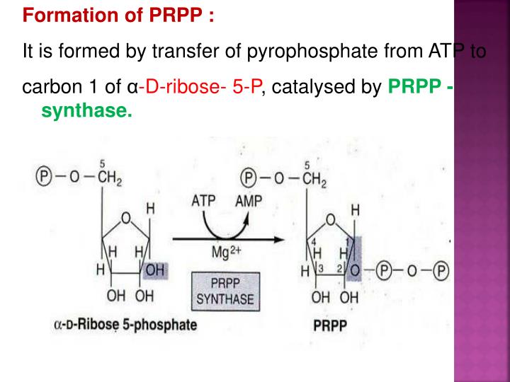 PPT - PURINES PowerPoint Presentation - ID:7122633