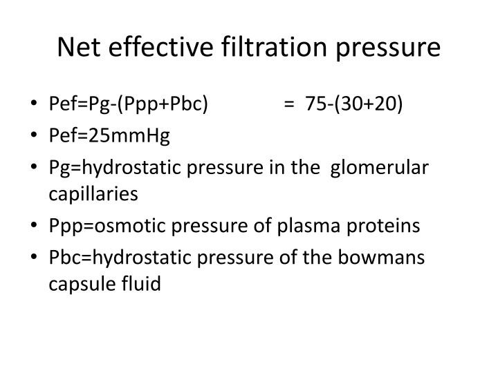 PPT - RENAL FUNCTION TESTS PowerPoint Presentation - ID:7123135